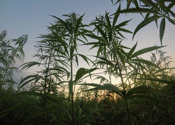 The Life Cycle of a Hemp Plant – Andys Products